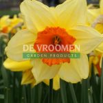 Bulbs for Colorado Gardens