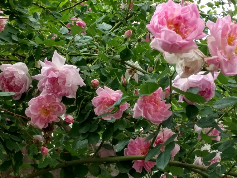 Own Root Roses