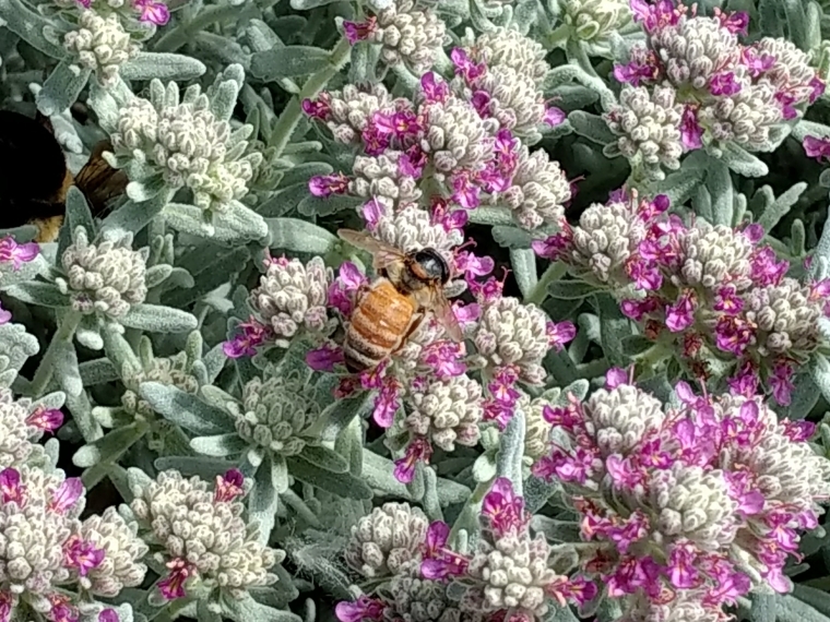 Neonicotinoid & Pesticide Free Zone