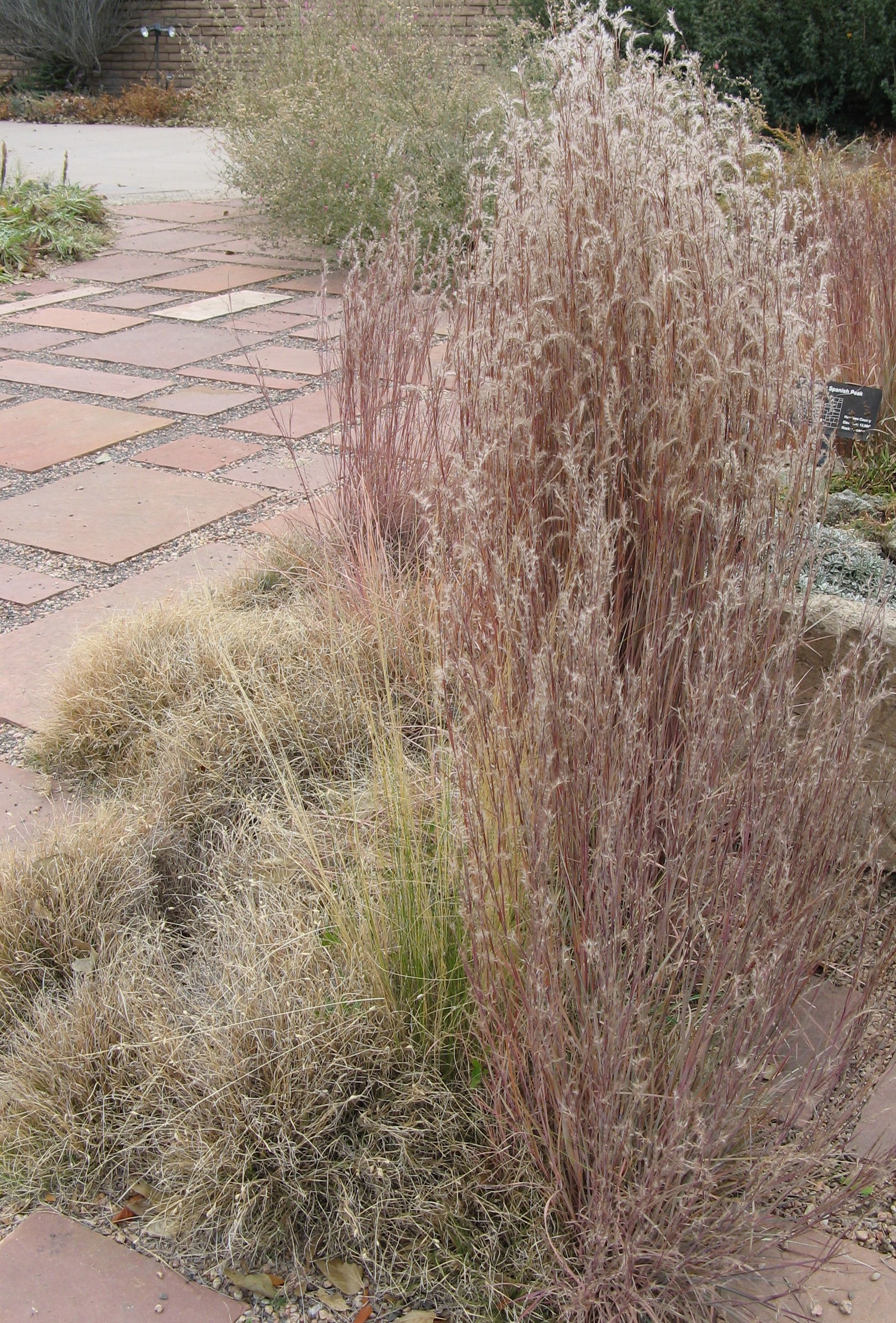 Ornamental Grasses