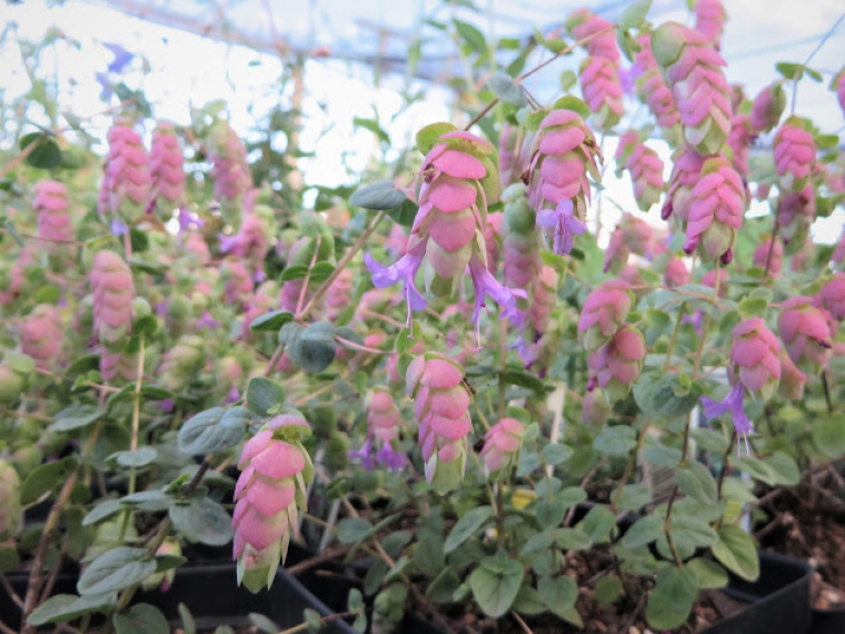 Harlequin’s Wholesale Plant Nursery