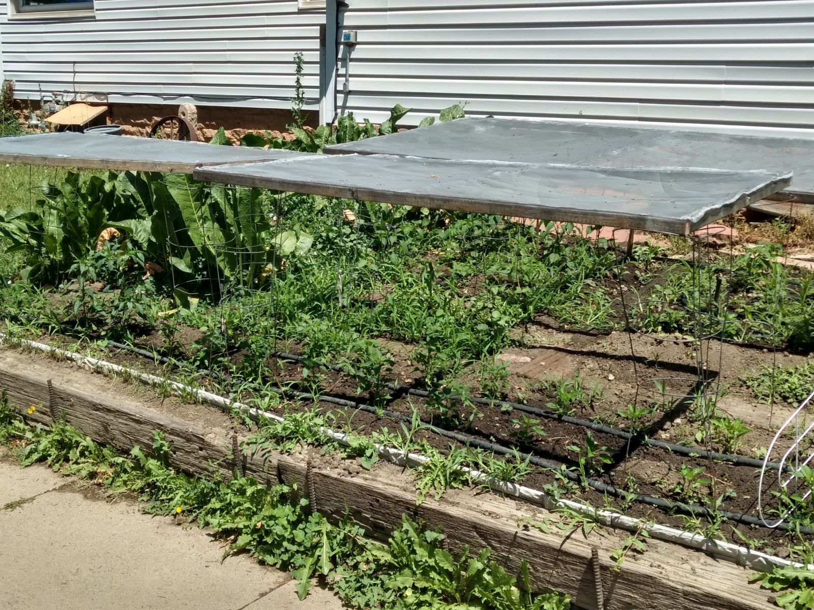 Protecting New Plantings in Hot Weather