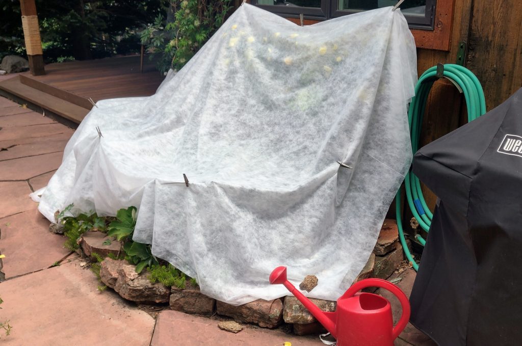 Protecting New Plantings in Hot Weather