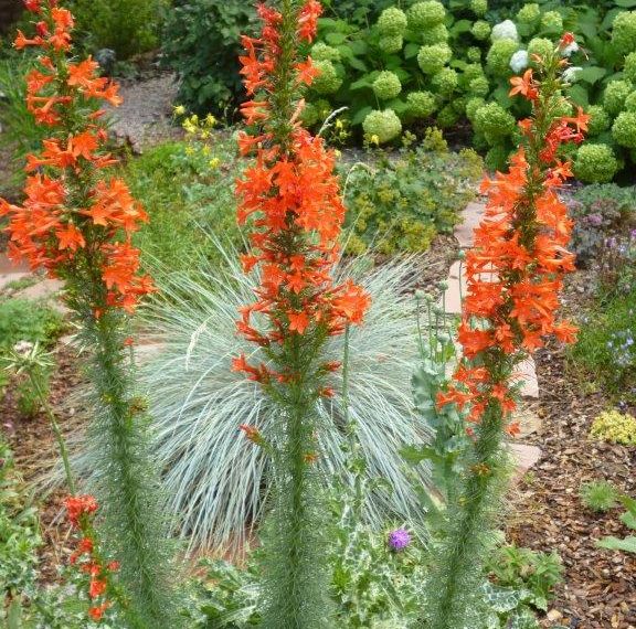Rich Colors of Summer