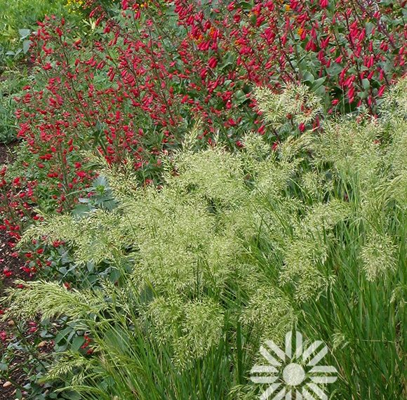 Ornamental Grasses for Colorado Gardens