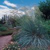 Ornamental Grasses – the flexible plant!
