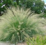 Ornamental Grasses for Colorado Gardens