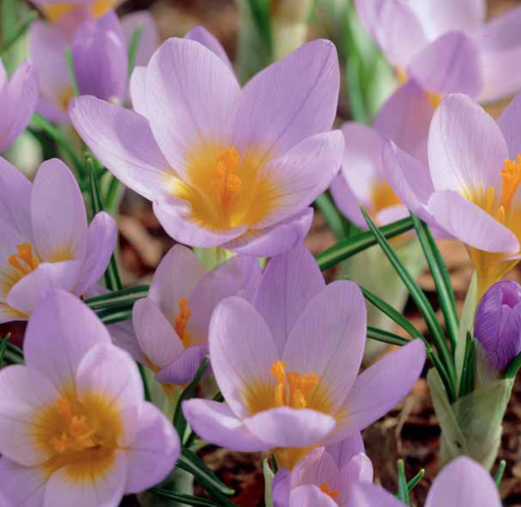 Bulbs for Colorado Gardens