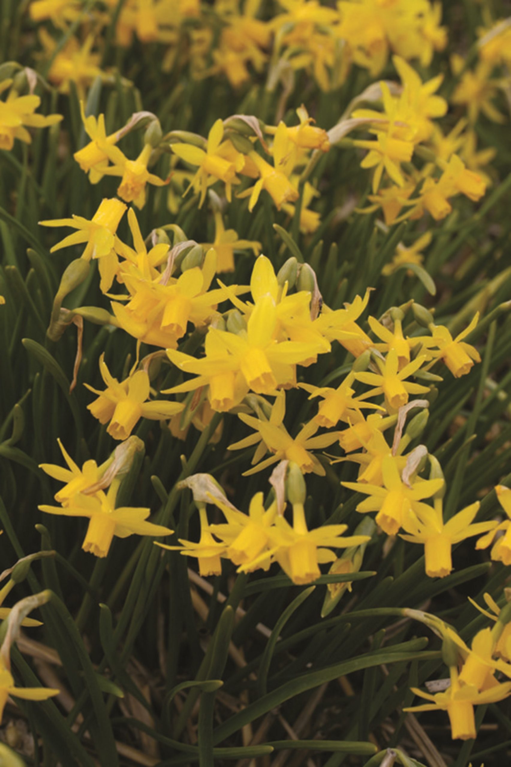 Bulbs for Colorado Gardens