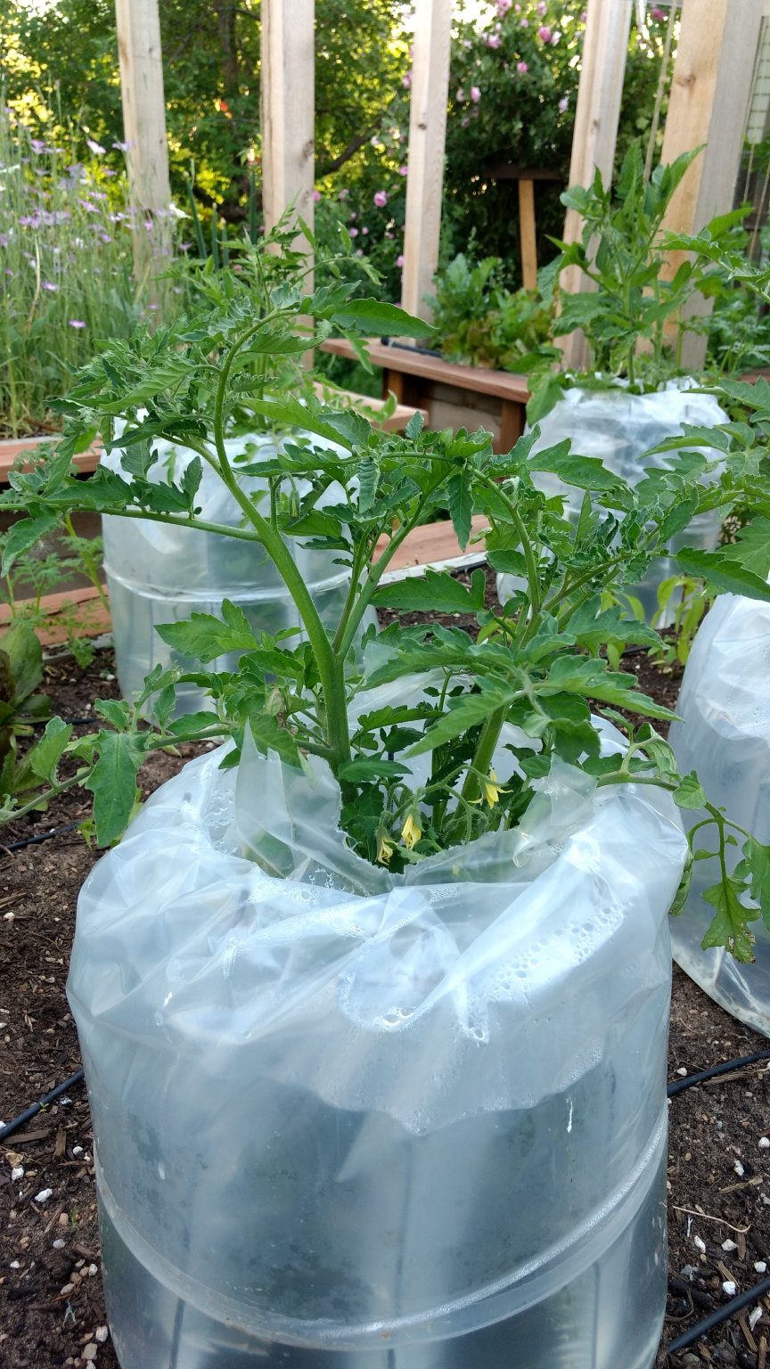 Solar Caps – A Cozy Sweater for your Veggies!