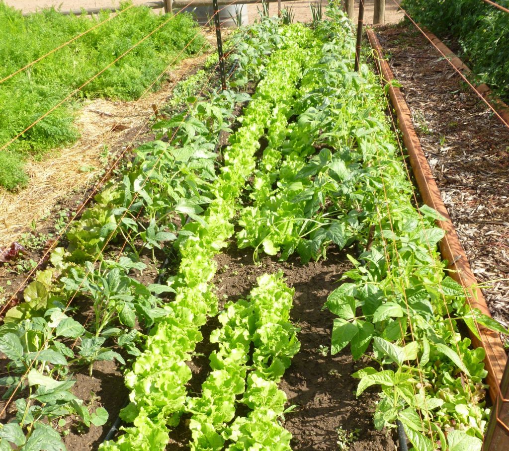 Knowledge is Our Primary Product