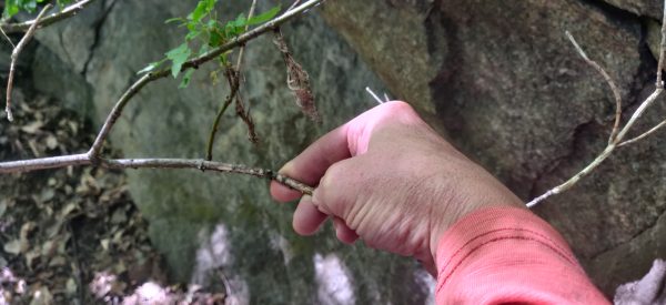Woody Plant Die-back and Pruning