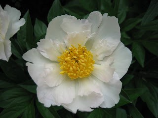 Unique Peonies