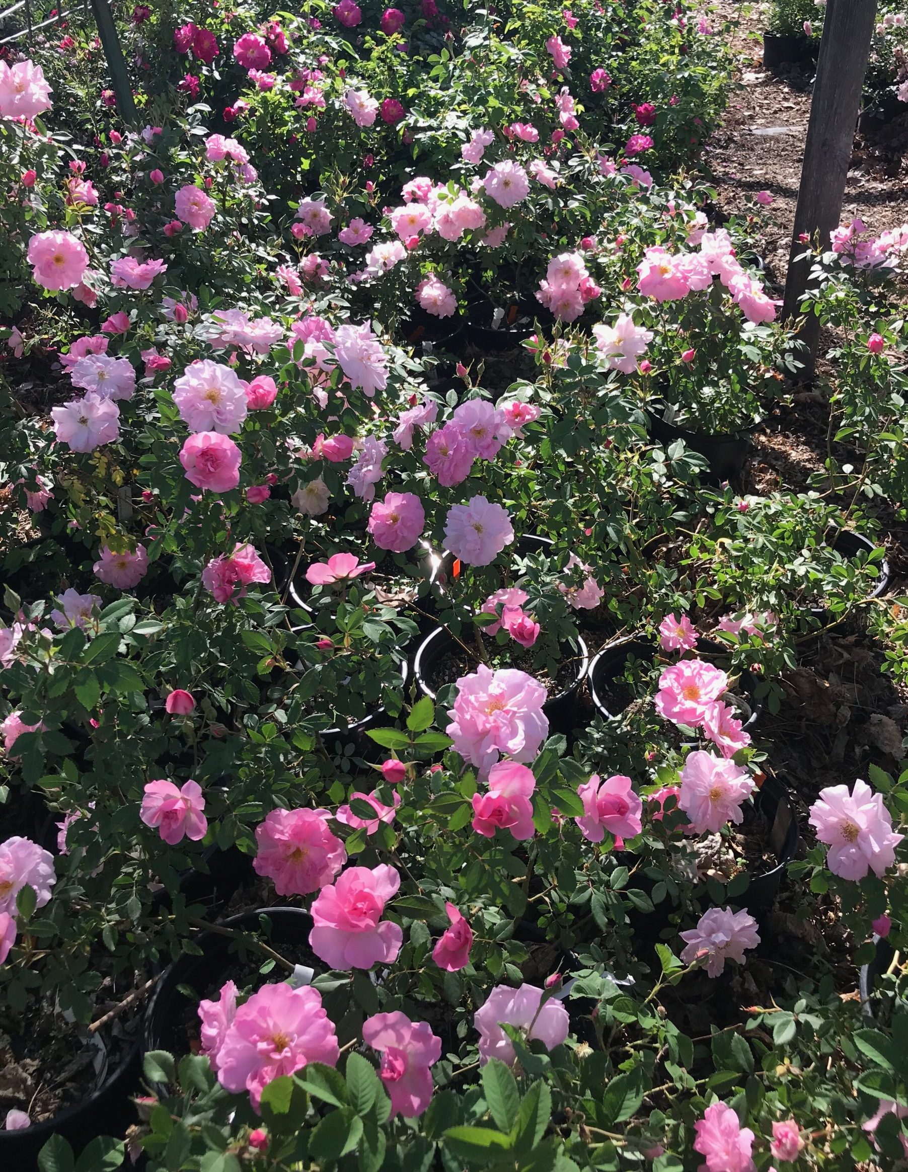Boulder-Dushanbe Teahouse Rose Garden