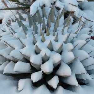 Winter Solstice Wonder