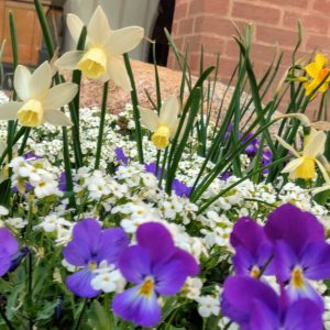 Harlequins Gardens – Boulder’s specialist in well-adapted plants