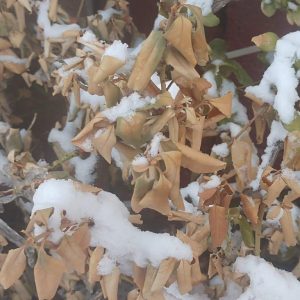 Plant Recovery After a Cold, Snowy Winter
