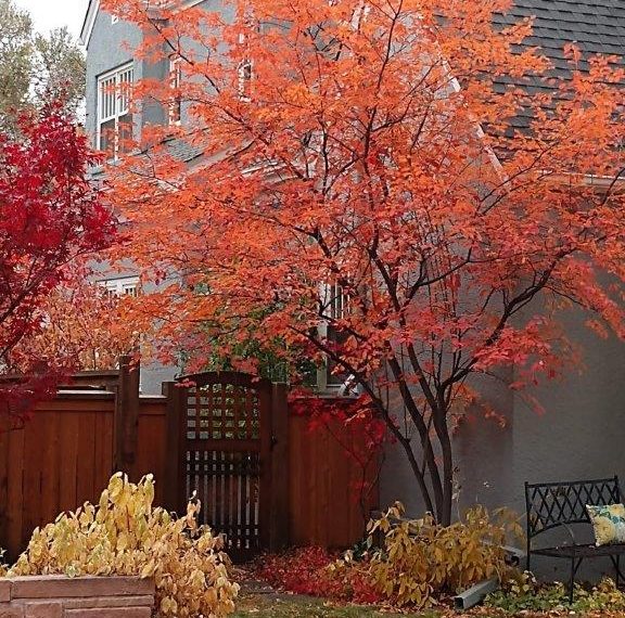 Plant These for Fall Color