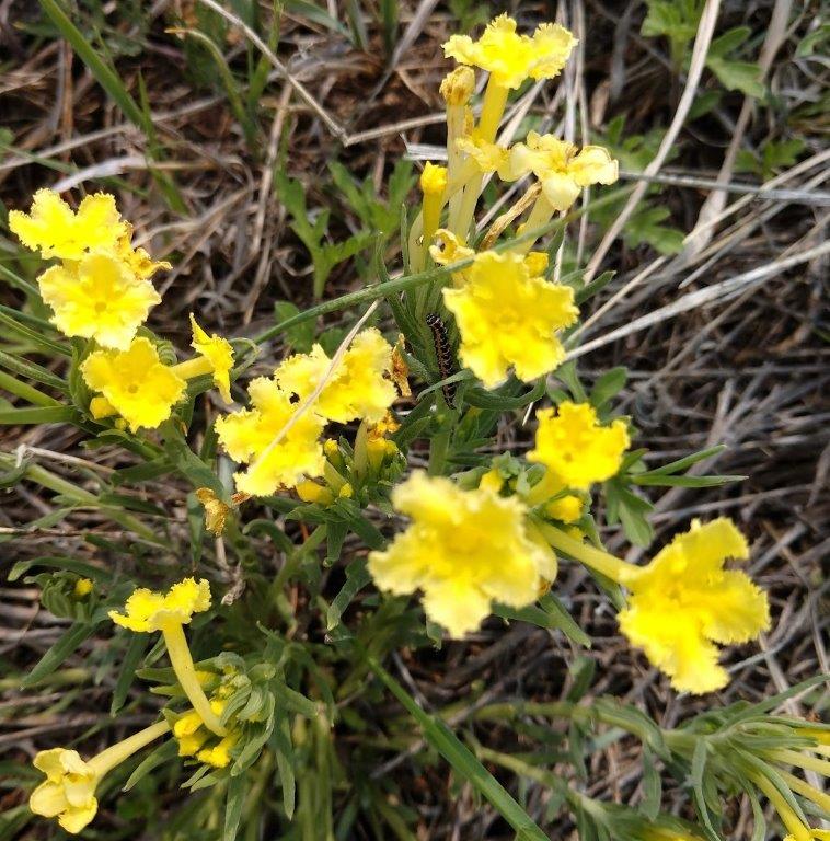 Wildflower Ramble