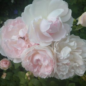 Harlequins Gardens – Boulder's specialist in well-adapted plants