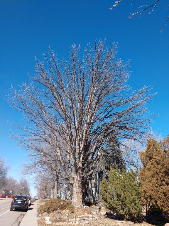 The Beauty of Winter Gardens