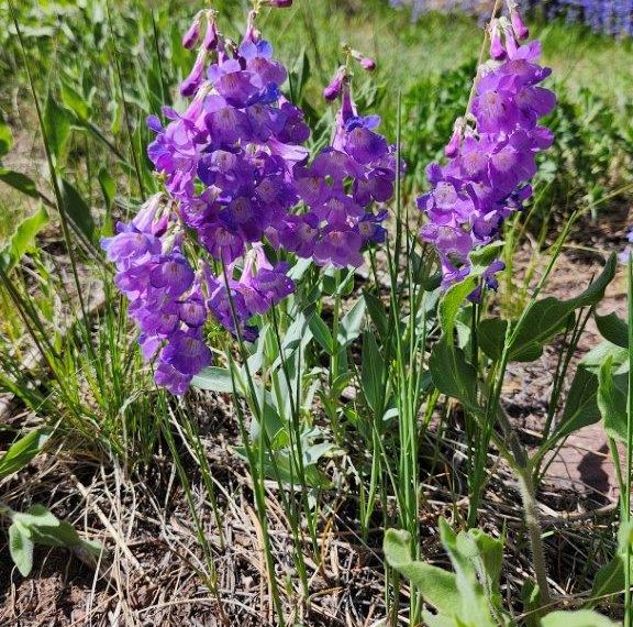 A Wildflower Walk-About