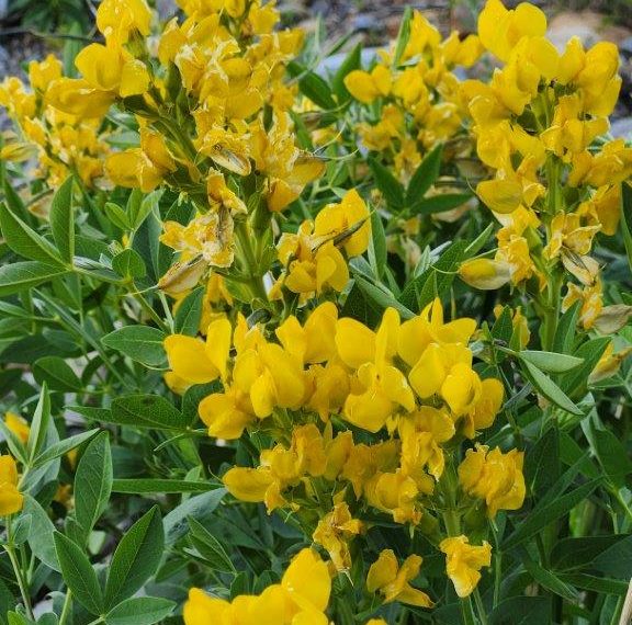 A Wildflower Walk-About
