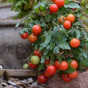 Harlequins Gardens – Boulder's specialist in well-adapted plants