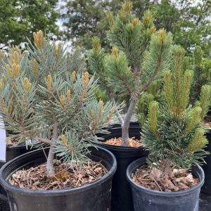 Native Dwarf Conifers